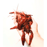 Riceland Frozen Whole Cooked Boiled Crawfish, 3lb - Walmart Business ...