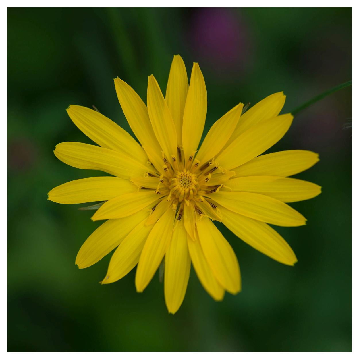 Everwilde Farms - 1/4 lb Prairie Dock Native Wildflower Seeds - Gold ...