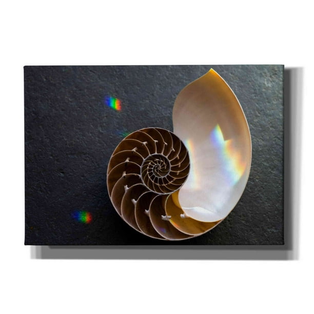 Epic Graffiti 'Sacred Geometry Nautilus Shell' by Elena Ray, Canvas ...