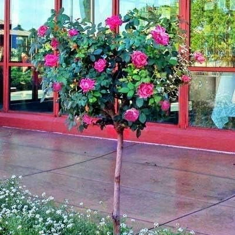 Knockout Rose Tree