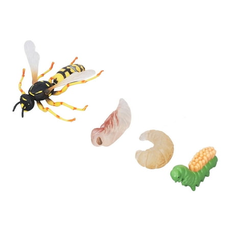 Wasp Bee Growth Cycle Model, Early Educational Wasp Growth Cycle ...