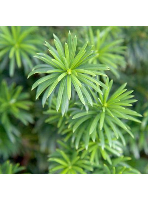 Evergreen Shrubs in Garden Bushes - Walmart.com