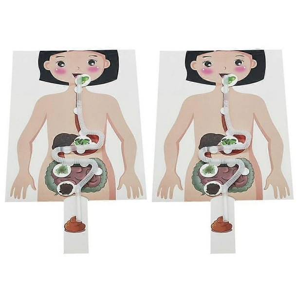 2 Sets of DIY Human Digestive System Model Toy Digestive System Model ...