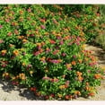 American Plant Exchange Lantana Confetti, 6-Inch Pot, Aeromatic ...
