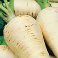Ferry-Morse 1.35G Parsnip All American Annual Vegetable Seeds, Full Sun ...