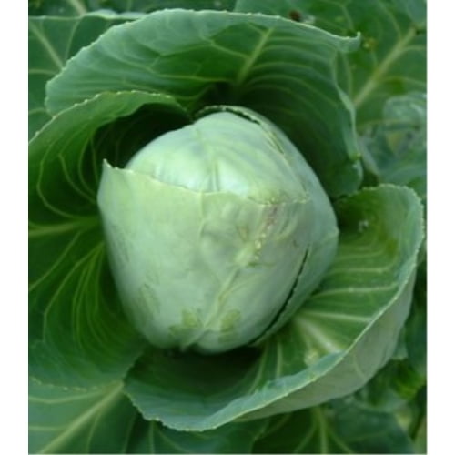 Cabbage Brunswick Garden Heirloom Vegetable By Seed Kingdom BULK 1/4 Lb ...