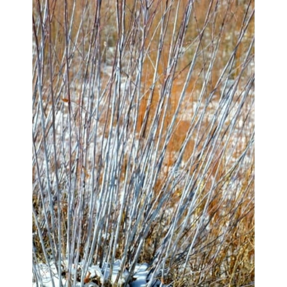 8 Dappled Willow Cuttings to Grow - Stunnning Tricolor Leafs - Salix ...