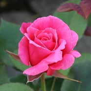 Robusta Rugosa Rose by Heirloom Roses - Live Red Rose Bush - Walmart.com