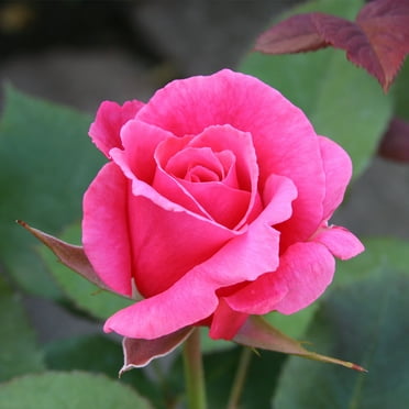 Heirloom Roses - Purple Beauty Live Hybrid Tea Rose Bush with Fragrant ...