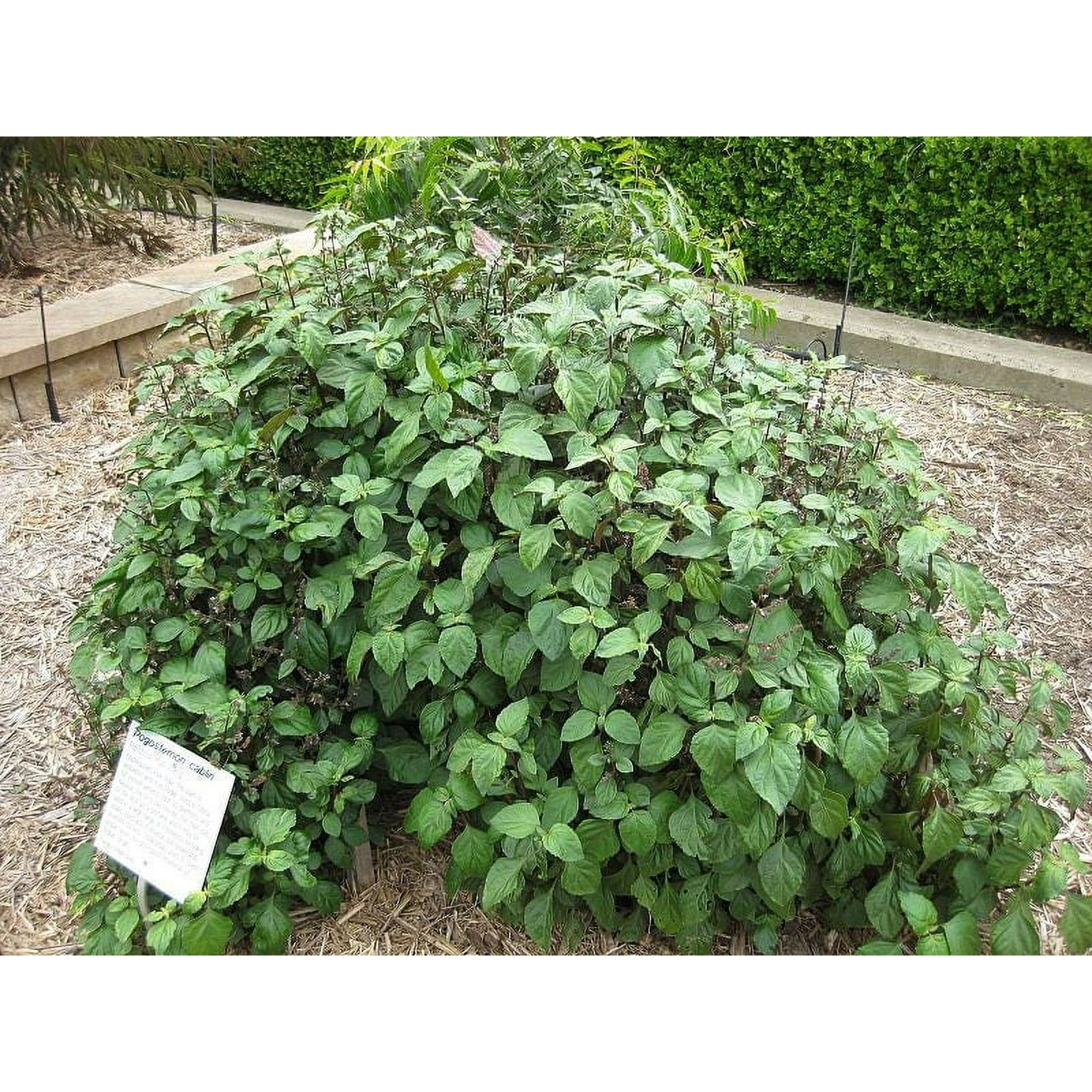 Click here for Seedville Usa 5 True Patchouli Shrub Fragrant Patc... prices