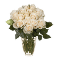 150 Stems of Ivory Roses- Beautiful Fresh Cut Flowers- Express Delivery ...