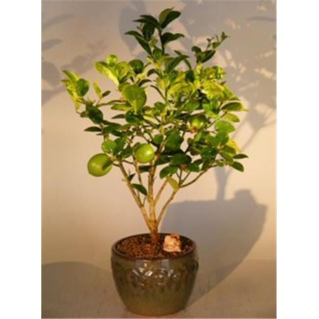 Bonsai Boy e2069 Key Lime Bonsai Tree - Citrus Aurantifolia - Walmart ...