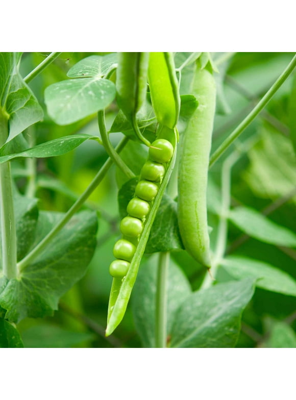 Pea Seeds in Seed Gardening - Walmart.com