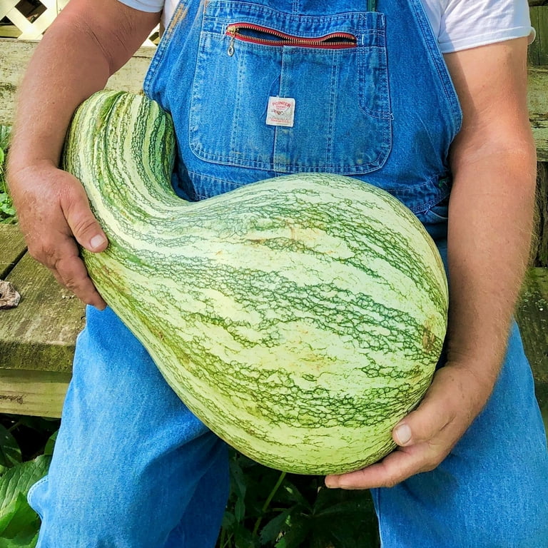Green Striped Squash