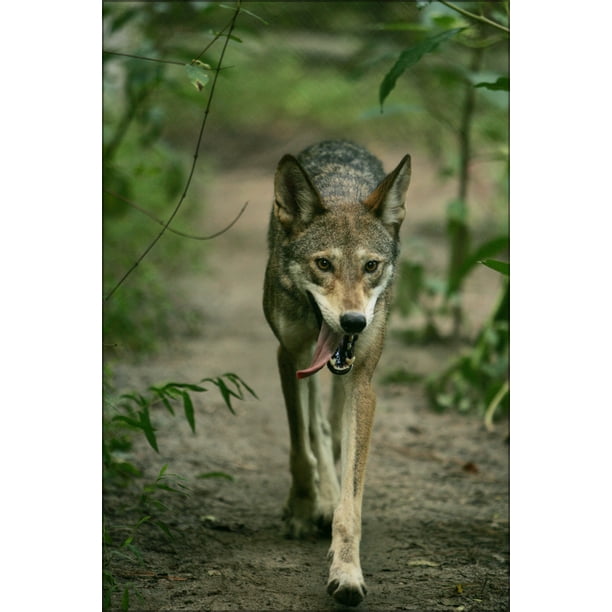24"x36" Gallery Poster, A beautiful Red Wolf strolls by on his path at ...