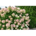 50 PEE GEE HYDRANGEA Paniculata Peegee Panicle White Pink Flower Shrub ...