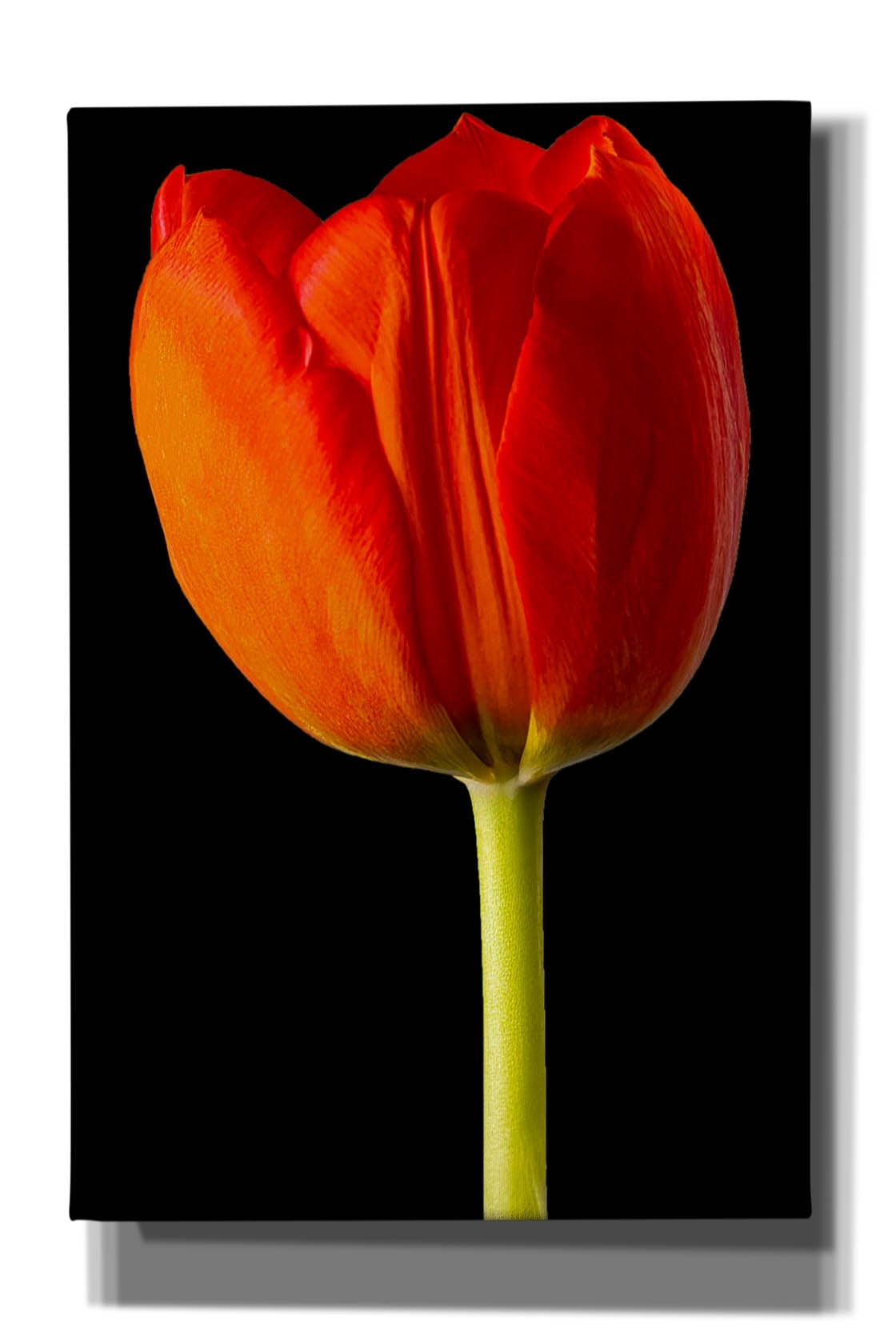 Epic Graffiti 'Lady In Red' by Pamela Plummer, Canvas Wall Art, 12"x18 ...