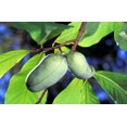 Pawpaw Tree – 1 Gallon Potted, Tropical-Flavored Native Fruit, Hardy ...