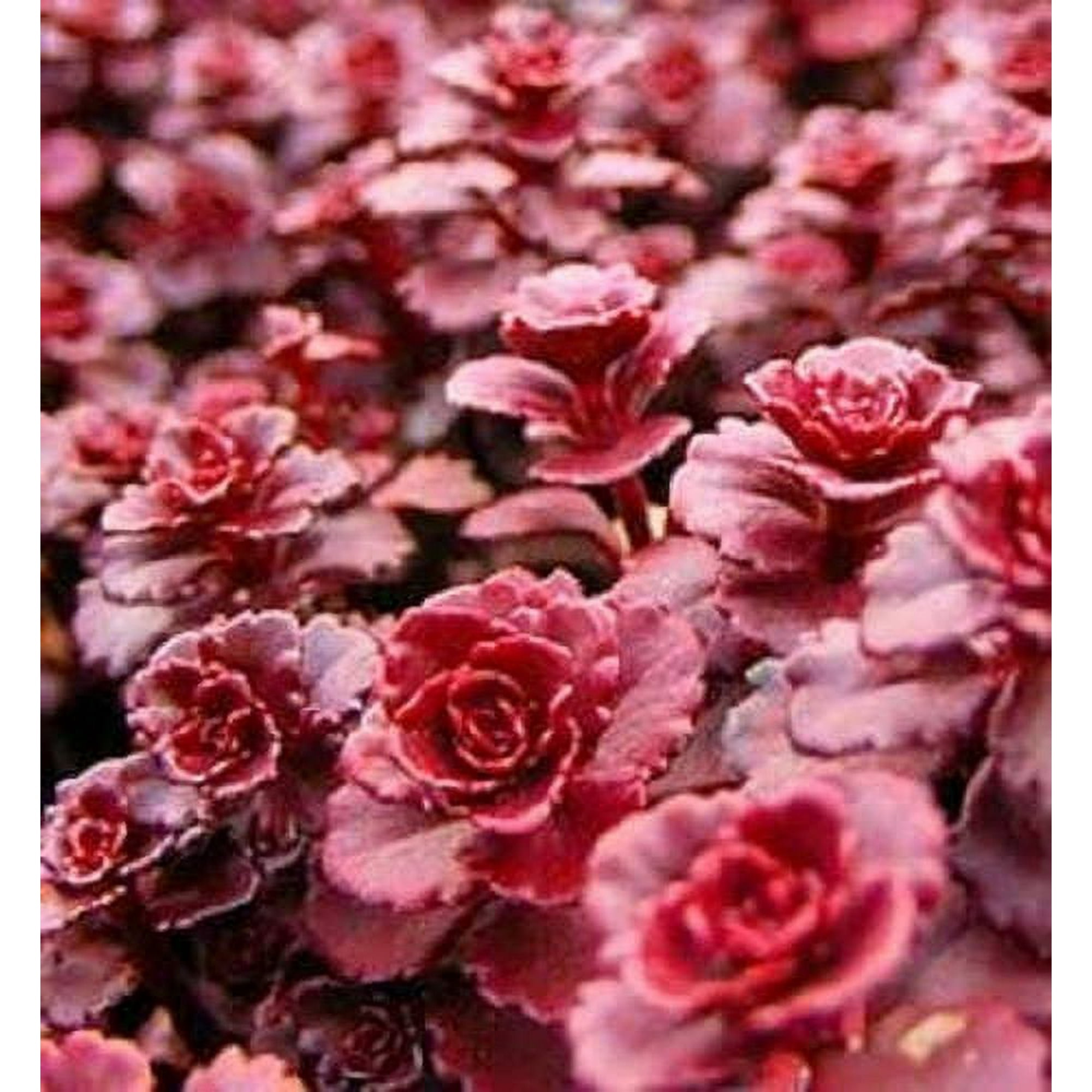 Click here for Seedville Usa 50 Red Dragons Blood Sedum Stonecrop... prices