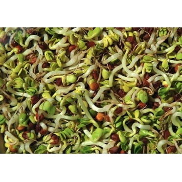 Protein Powerhouse Sprouting Seed Mix- Organic- 2.5 Lbs - Handy Pantry ...
