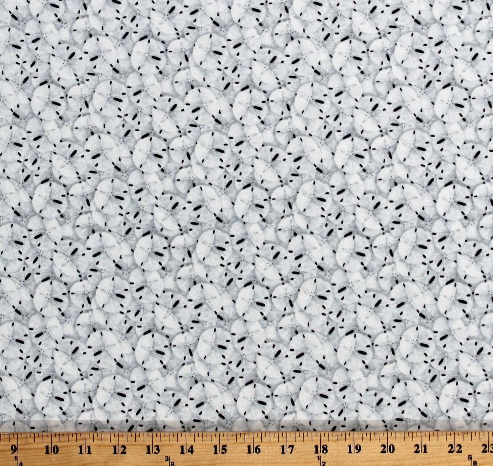 Cotton Sand Dollars White Sea Urchins Sea Cookies Beach Seashells Sea ...