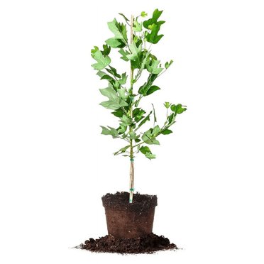 Tulip Poplar Dormant Bare Root Starter Shade Tree (1-Pack) - Walmart.com