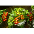 TomorrowSeeds - Red Robin Tomato (Micro Dwarf) Seeds - 100+ Count - For ...