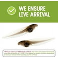 Live Tadpole to Frog Kit with Habitat, Certificates, Food & Book ...