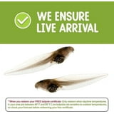 Live Tadpole to Frog Kit with Habitat, Certificates, Food & Book ...
