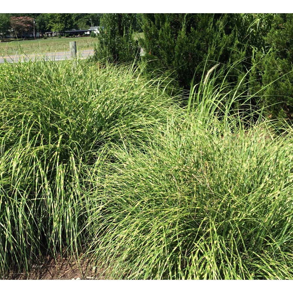 Tiger Tail Grass Perennial - Miscanthus sinensis 'Tiger Tail' - 4" Pot ...