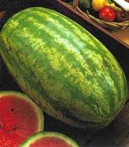 Watermelon Striped Klondike Blue Ribbon Great Heirloom Garden Vegetable ...