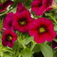 Free Shipping! SuperCal 1QT Red Petchoa Petunia Live Plants Grower Pot ...
