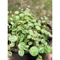 String of Turtles, Peperomia prostrata, Vining Plant, Live in a 4 inch Pot by BubbleBlooms ...