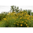 250 GOLDEN MARGUERITE DAISY Dyer's Yellow Chamomile Anthemis Tinctoria ...