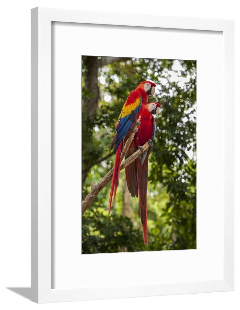 Roatan Butterfly Garden, Scarlet Macaw, Parrot, Tropical Bird, Honduras ...