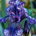 Blue Purple Iris Saplings-(Non-Artificial)-Strong Vitality Easy Grow ...