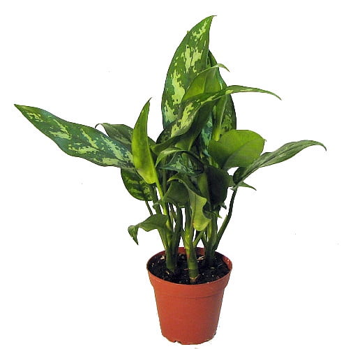 Home & Living Aglaonema Maria Chinese Evergreen Maria Live Plant ...