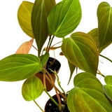 Philodendron Micans Heart Leaf Philo hederaceum, 2 inch Set of 3, Tiny ...