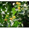 TomorrowSeeds - Tulip Poplar Tree Seeds - 50+ Count - For 2026 Planting ...
