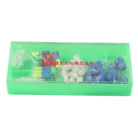 DNA Model, Detailed Double DNA Model Colorful Vivid For Teaching For ...