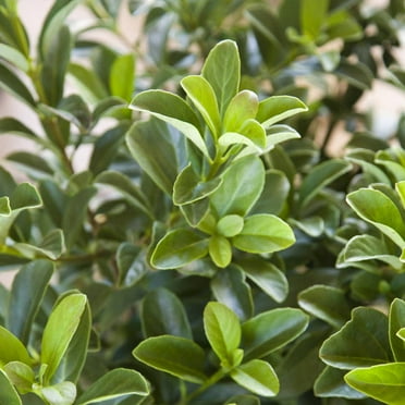 Roman Candle Podocarpus (2.5 Quart) Variegated Evergreen Shrub with ...