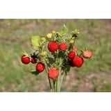 100 Seeds VESCA BARON STRAWBERRY Solemacher Berry Fragari Fruit Seeds ...