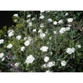 50 WHITE LYCHNIS Coronaria Alba (White Rose Campion / Evening Lychnis ...