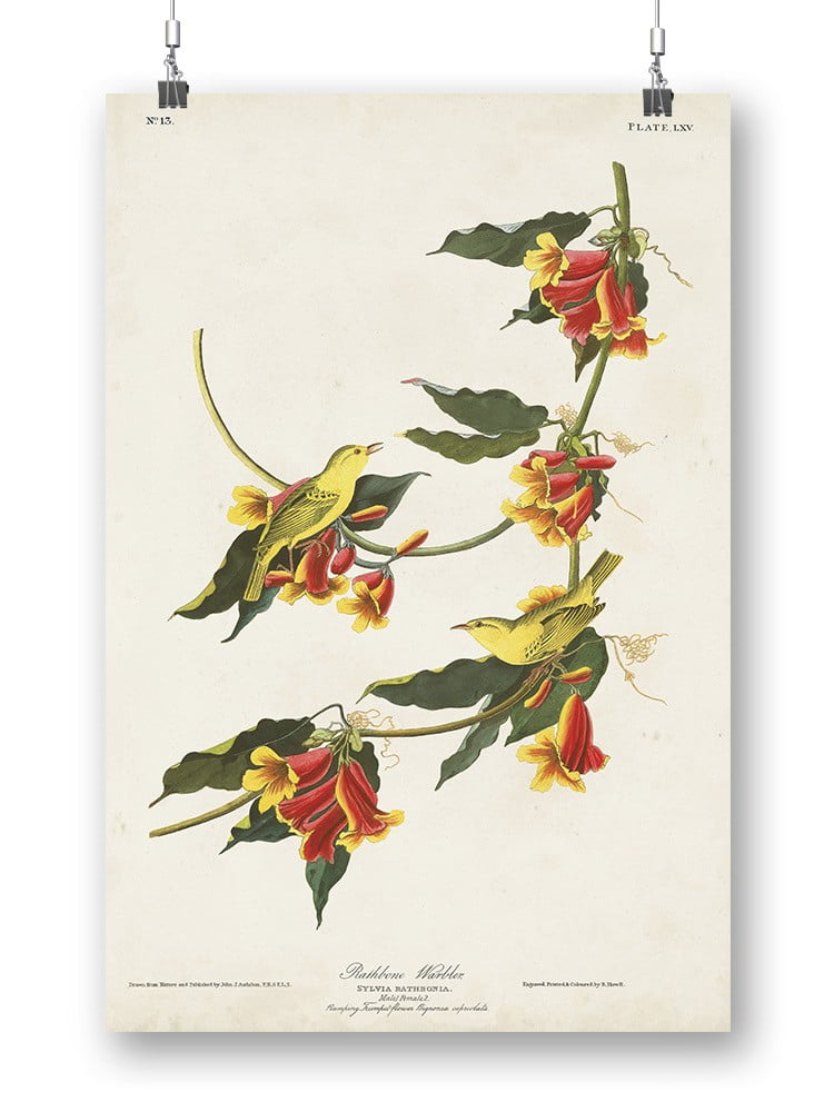 Rathbone Warbler Poster - John James Audubon Designs, - Walmart.com