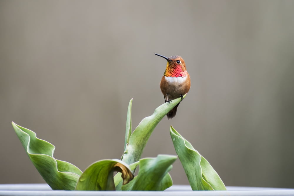 Perched male Rufous hummingbird (Selasphorus rufus) on a tulip leaf ...