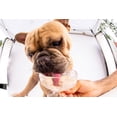 Dogster's Nutly and Cheese Ice Cream Style Treats for Dogs 3.5 fl oz ...