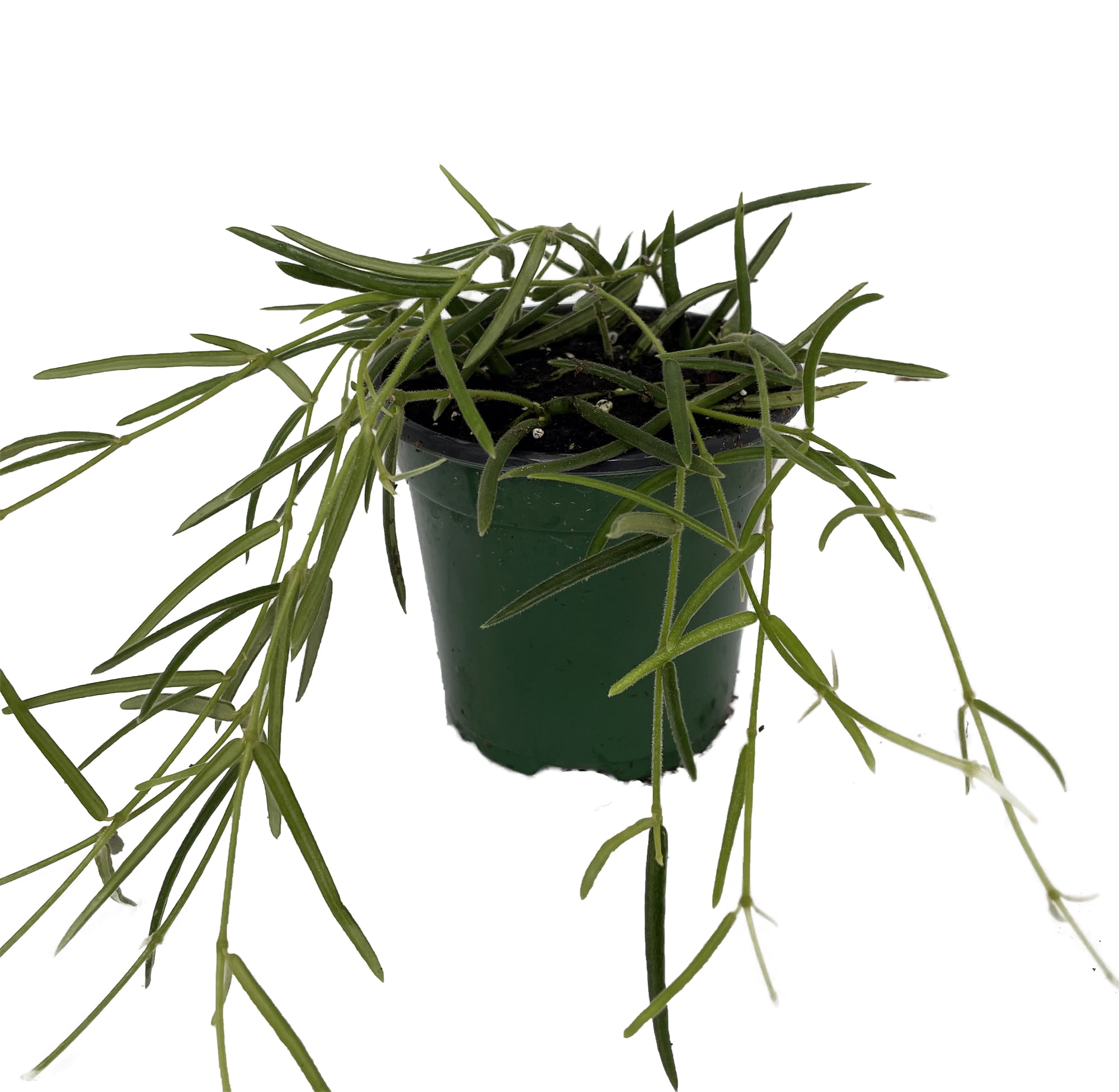 Rare Hoya Linearis - Collector's Series - 4" Pot - Walmart.com