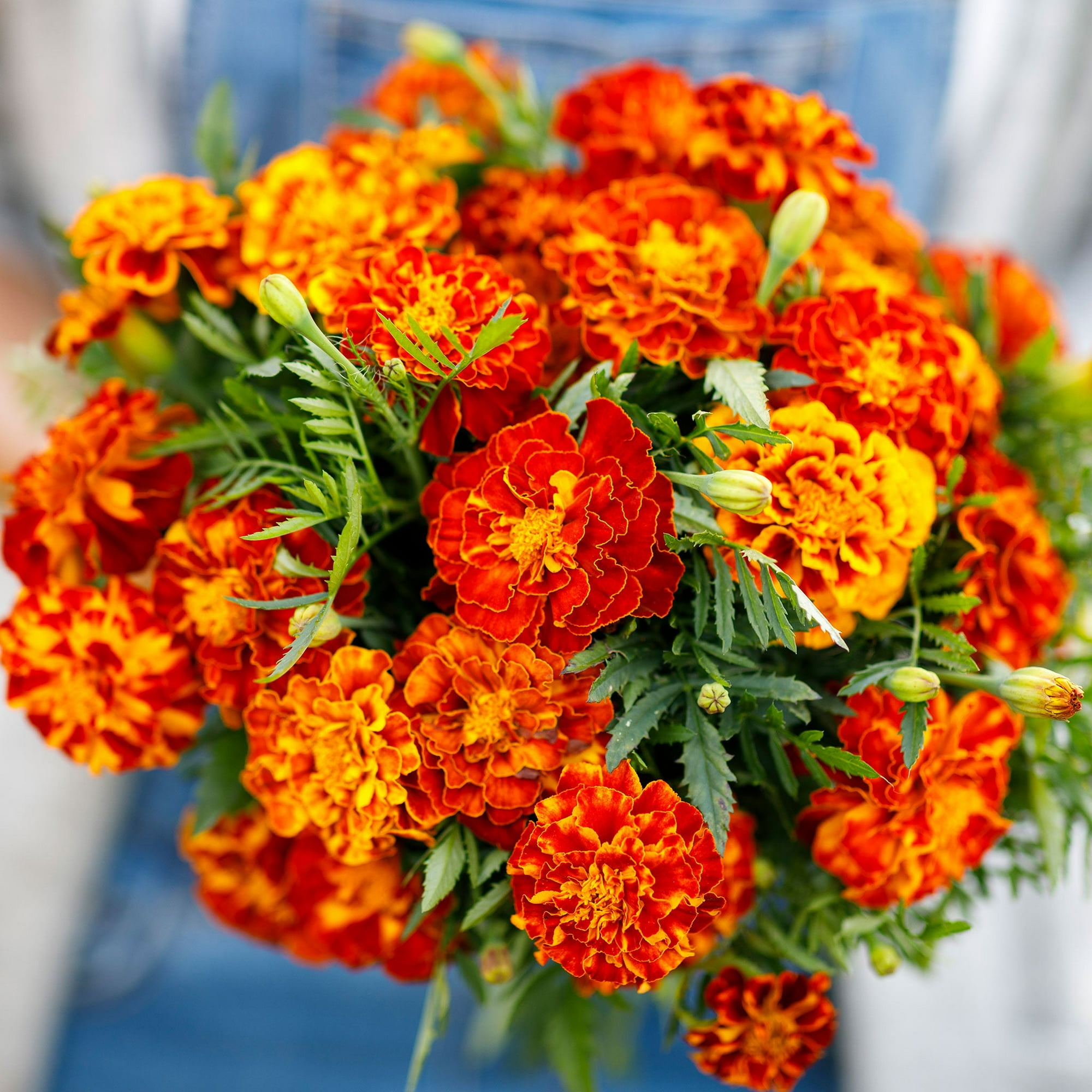 Yellow French Marigold Flower