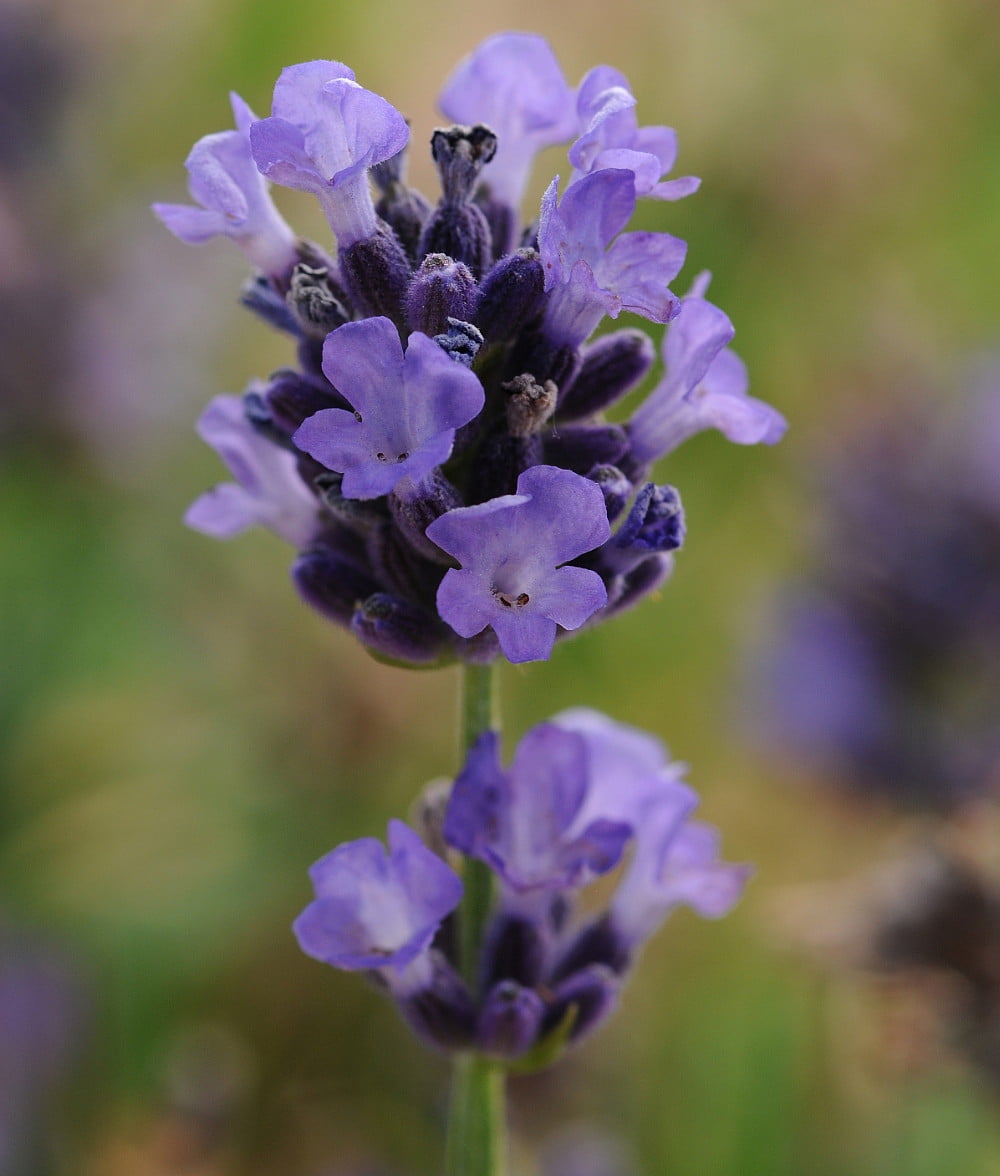 Mini Blue Lavender Herb - Perennial - Indoors or Out - Quart Pot ...