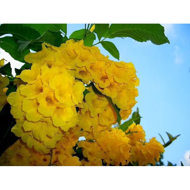 10 TECOMA STANS (Yellow Trumpetbush / Yellow Bells / Yellow Elder ...
